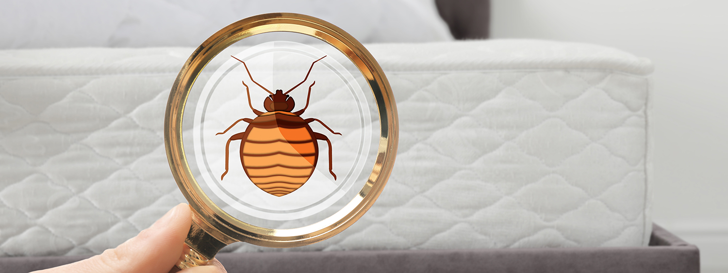 Leocare partners with Badbugs to protect policyholders from bed bugs ...